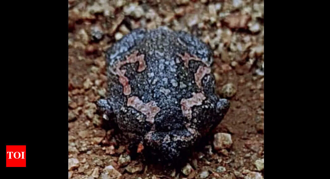 Indian Painted Frog: Rare Indian Painted Frog spotted at Kawal ...
