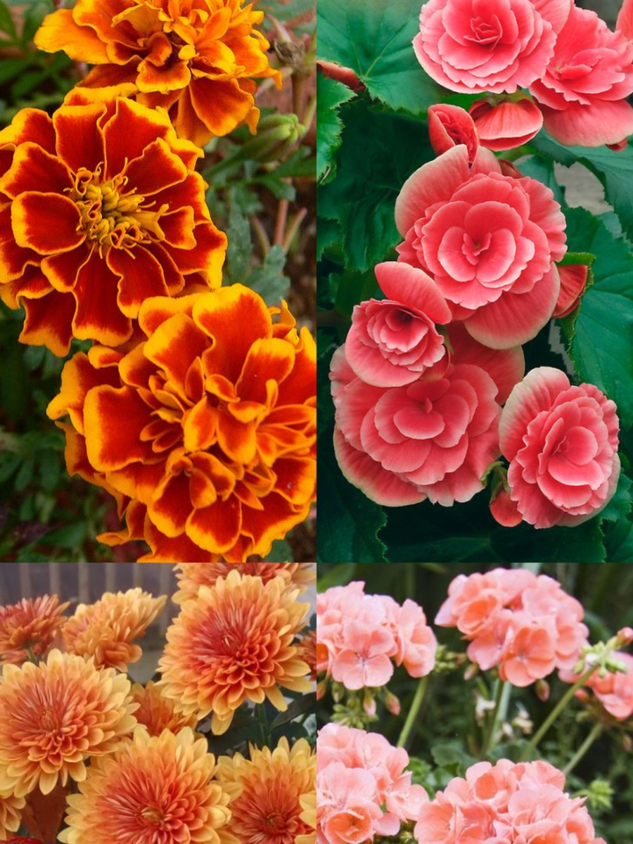 10 Beautiful Flowering Plants That Will Make You Happier | Times Now