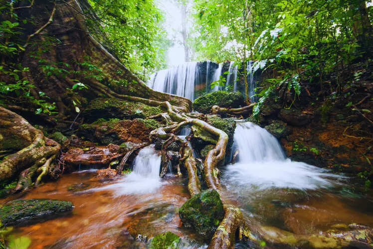 Forests in India that one can visit in monsoons | Times of India Travel