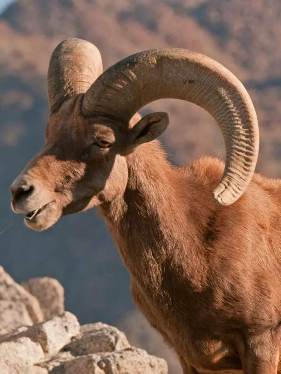 10 animals who have the largest horns on their head | Times of India