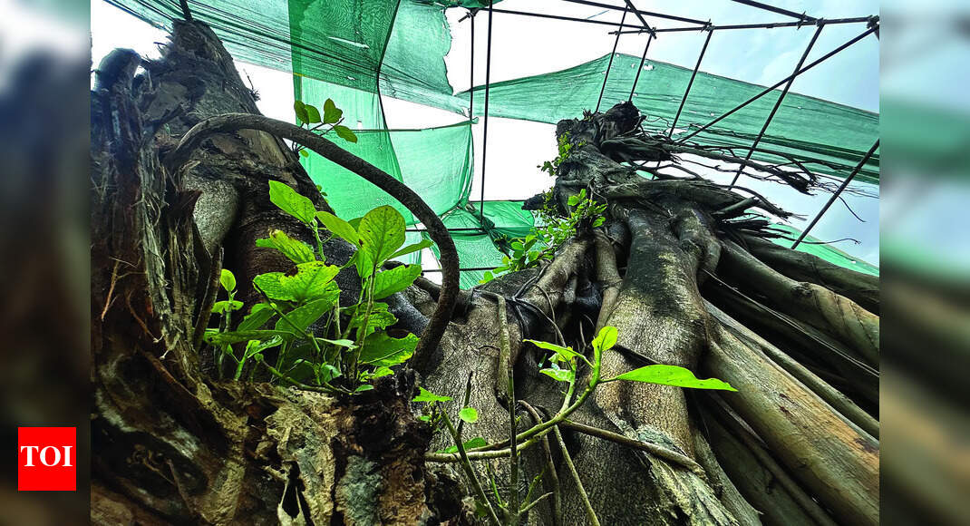 Translocated banyan tree unveiled at Parade Ground | Goa News - Times ...
