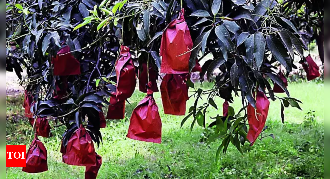 Malihabad mangoes beat heat, pests with butter paper shield | Lucknow ...