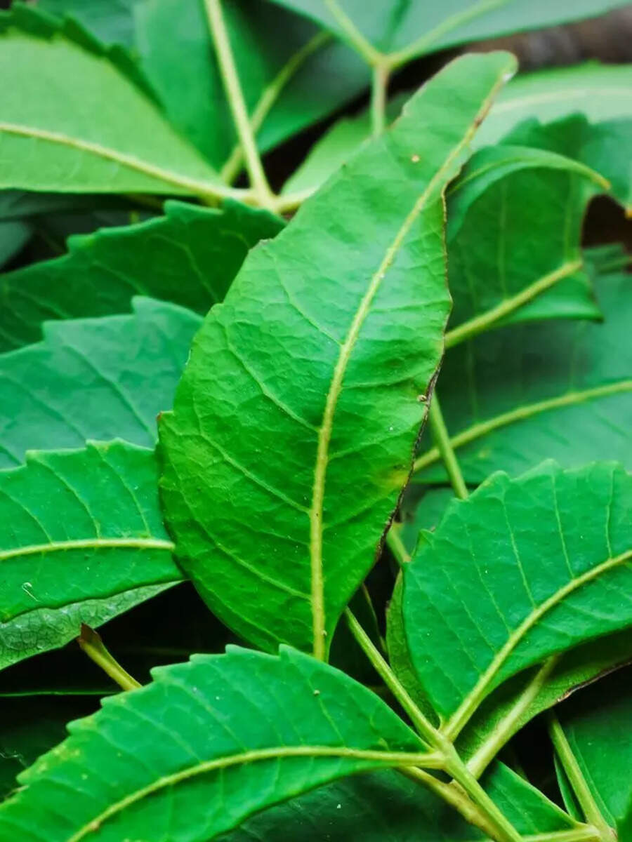 10 benefits of chewing neem leaves on an empty stomach | Times of India