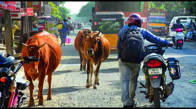 Biker perishes after hitting cow | Chennai News - Times of India