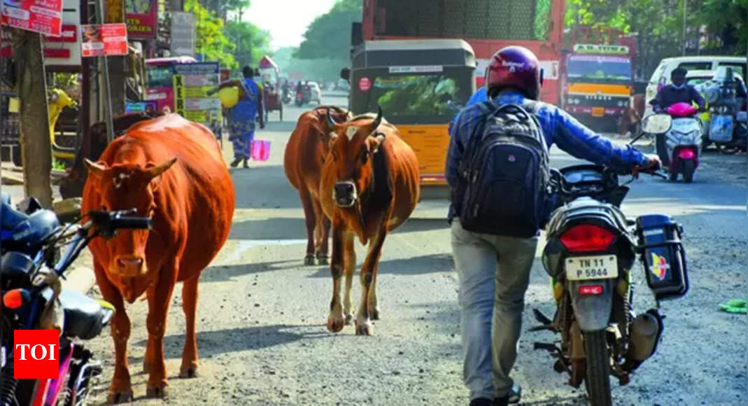 Biker perishes after hitting cow | Chennai News - Times of India