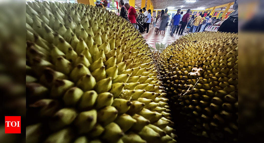 Harvest is plenty, labourers few: This yr, bumper jackfruit crop stays ...