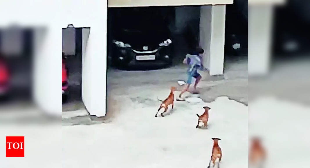 Stray Dogs: Mahaveer Ranches Stray Dog Issue: Residents and BBMP in ...