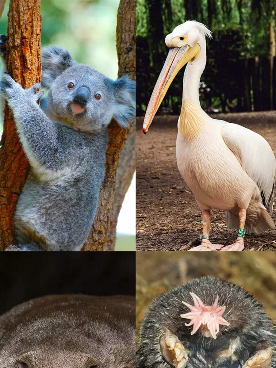 10 animals with unique eating habits | Times of India