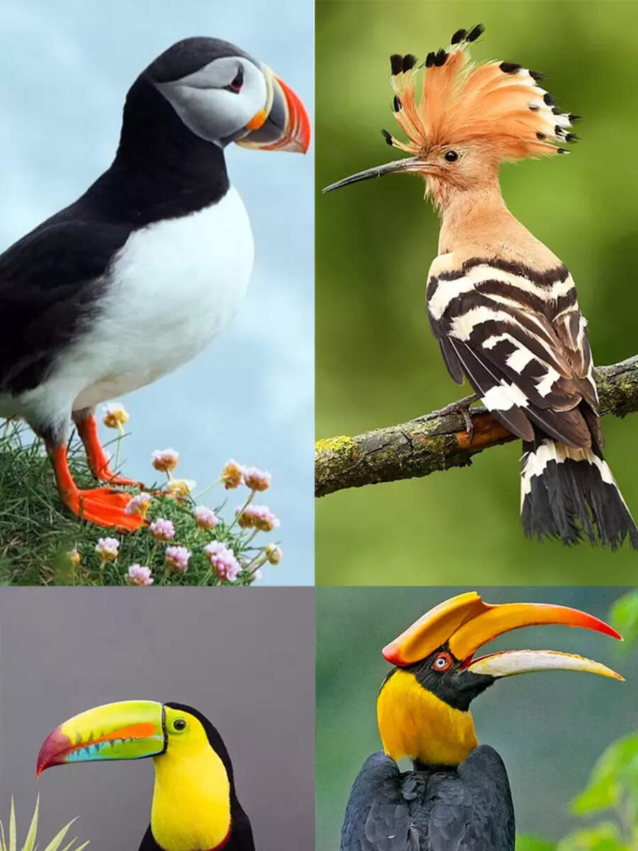 10 birds with distinctively coloured beaks | Times of India