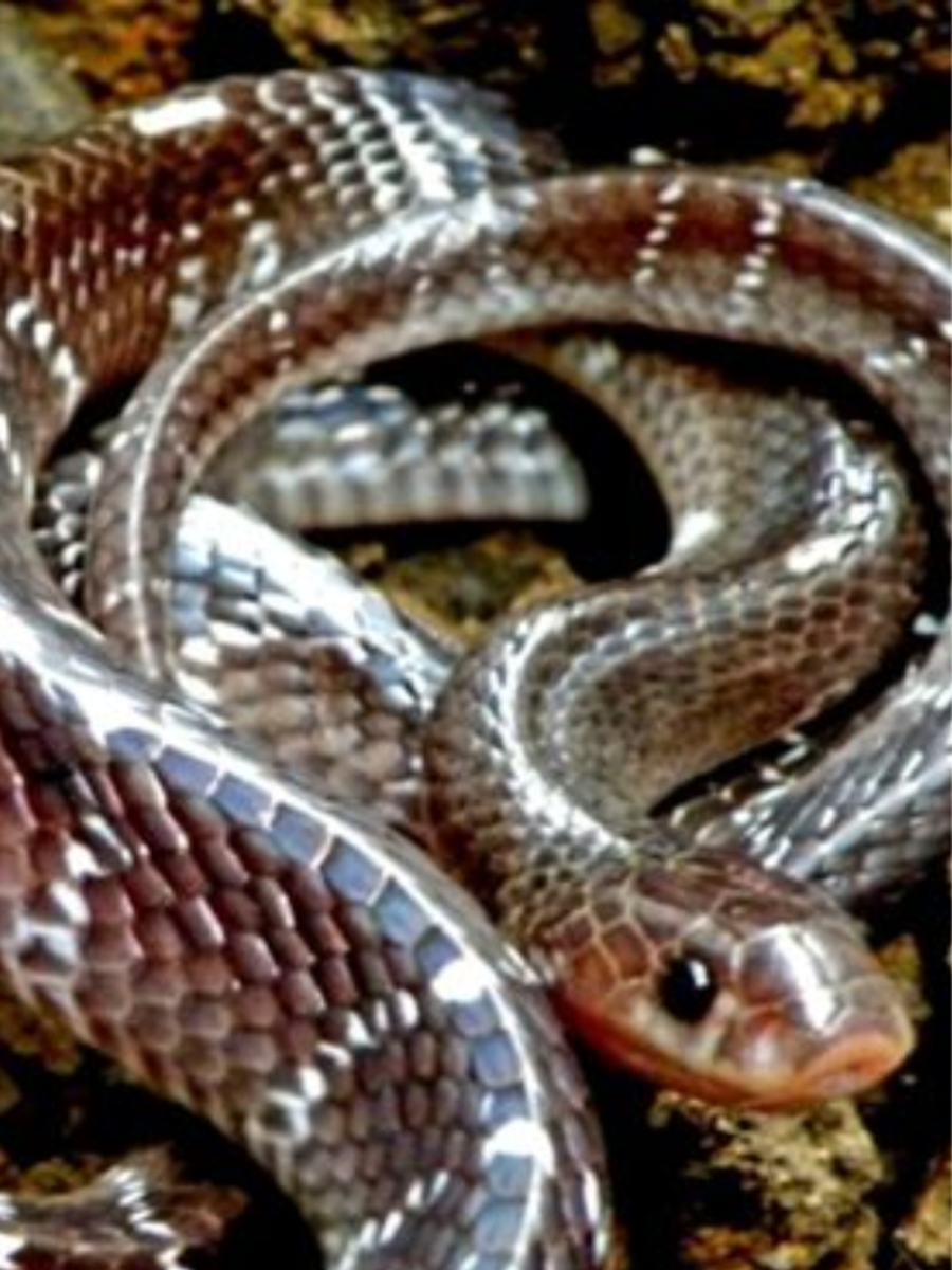 6 Snakes Unique to India | Times Now
