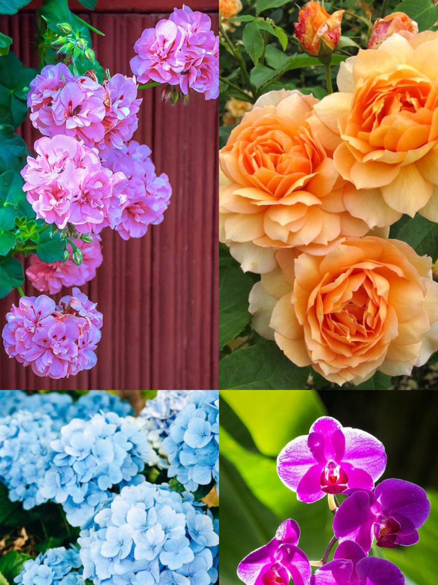 10 Beautiful Flowering Plants For A Refreshing Decor | Times Now