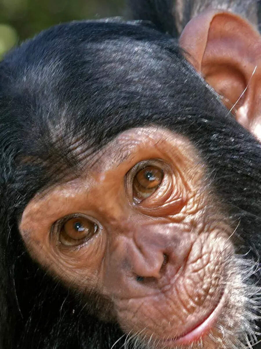 9 animals that can understand human emotions | Times of India