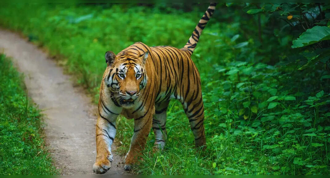 Pench National Park: Tips on the best time to visit, permits and hotels ...