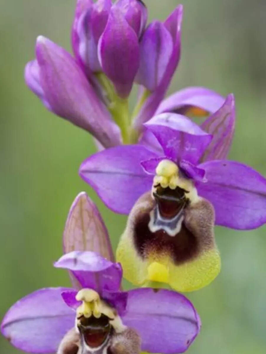 6 Plants That Resemble Animals | Times Now