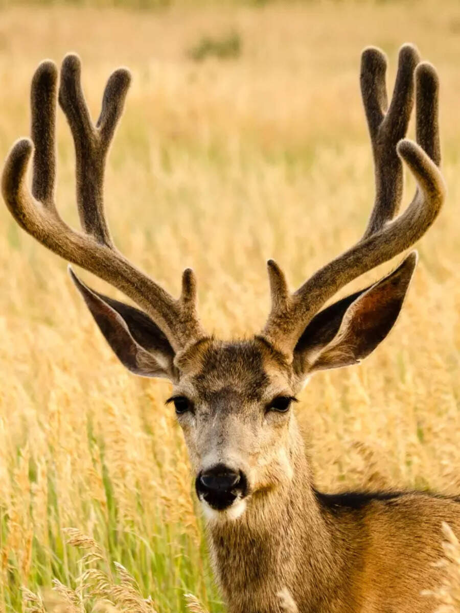 People Look Up to You If You Relate With These 5 Animal Personalities ...