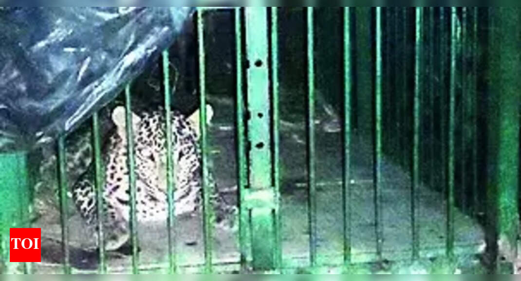 Leopard: Leopard captured after 2 weeks | Lucknow News - Times of India