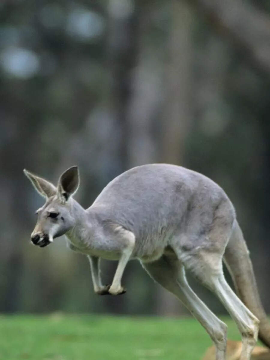 These 10 animals don't walk; They hop instead | Times of India