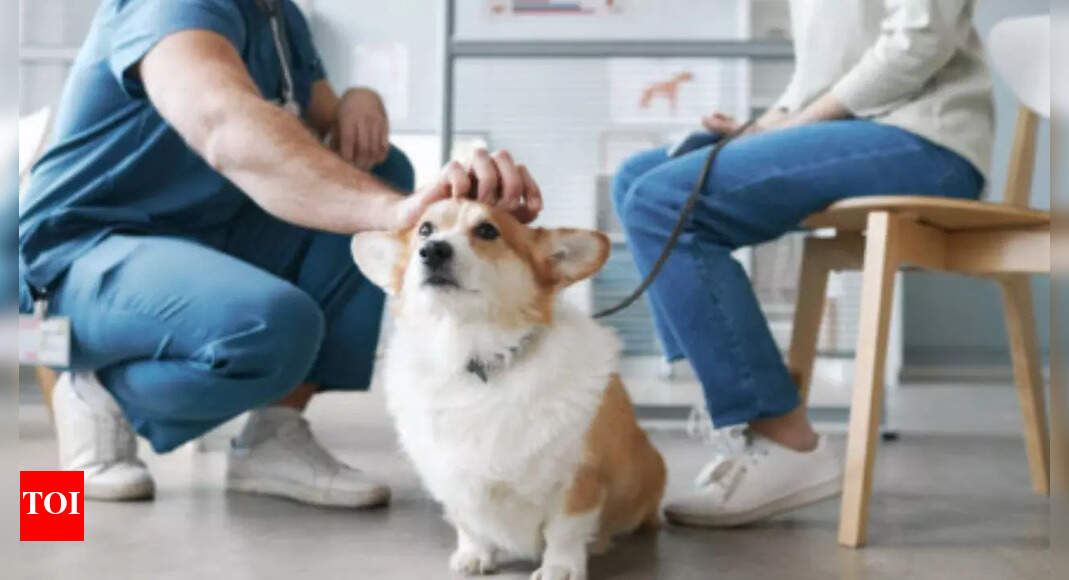 Why Bringing Pets to Work Is a Good Idea? - Times of India