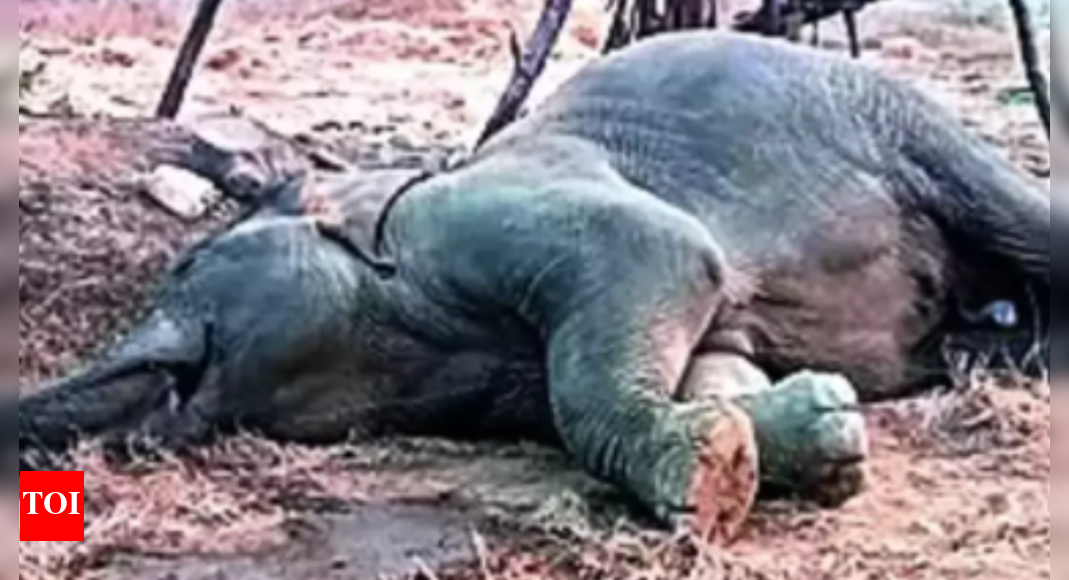 Elephant electrocuted in Uttarakhand | Dehradun News - Times of India