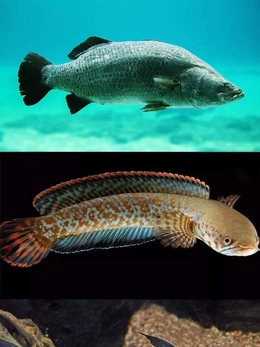 10 prominent fishes in Indian rivers | Times of India