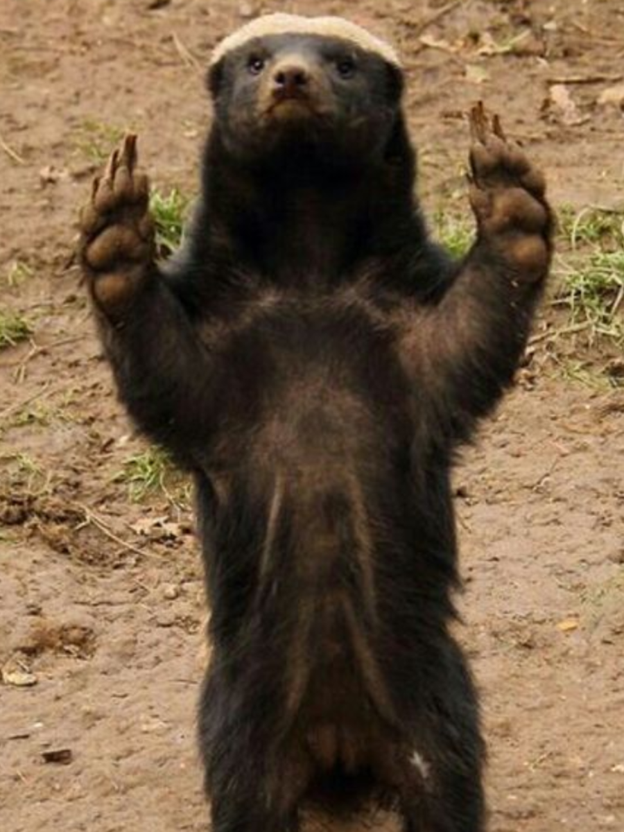 Animals That Can Kill Snakes | Times Now