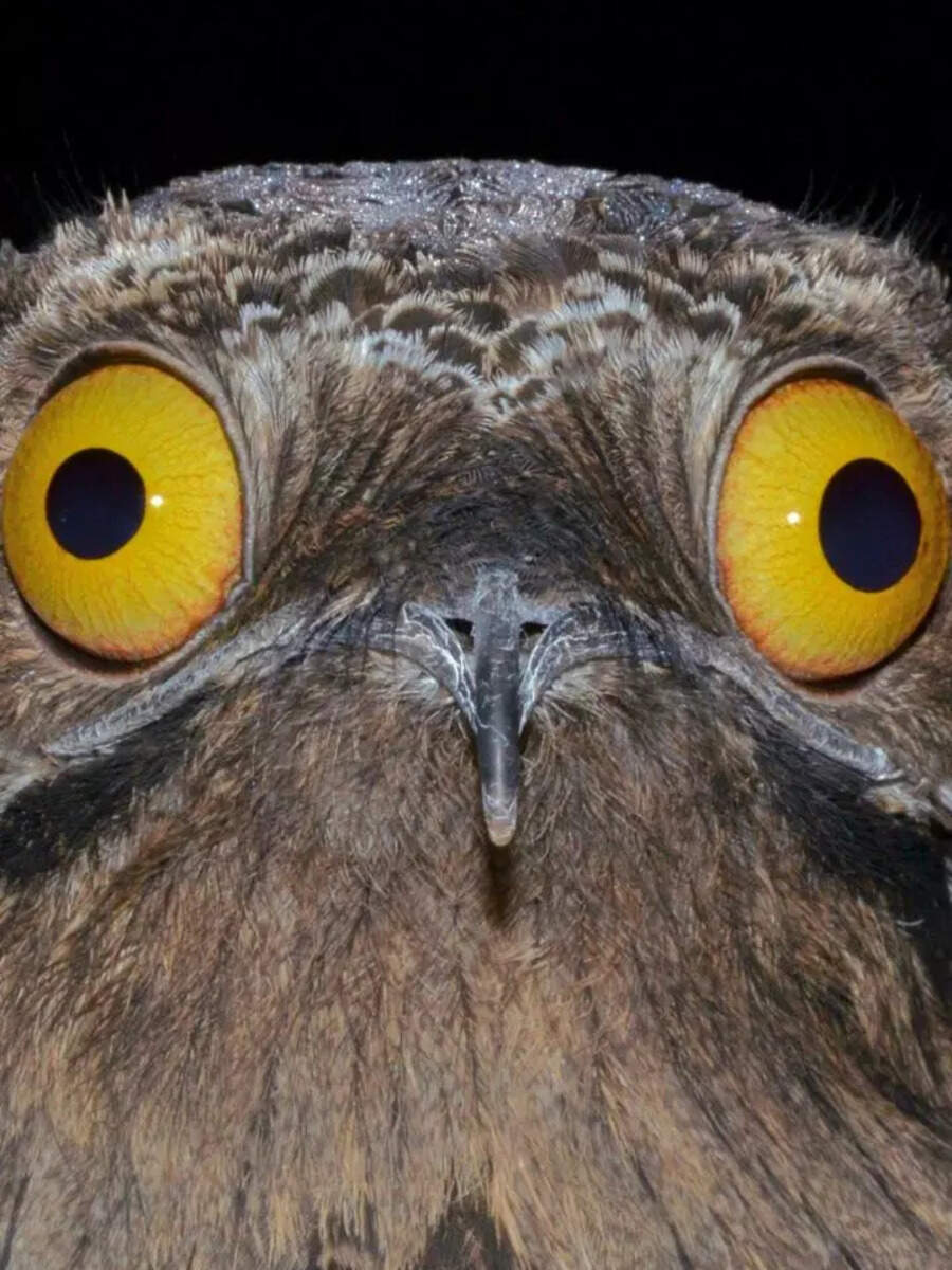 8 birds with the most scary calls | Times of India