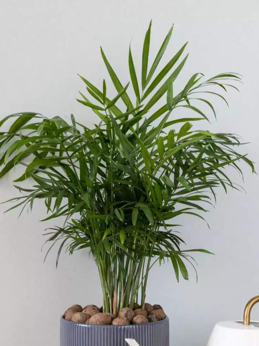 11 plants (not trees!) that live for more than 50 years