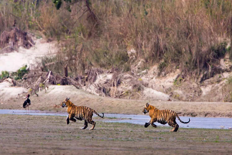 Chasing tigers: Countries with maximum tiger population | Times of India Travel