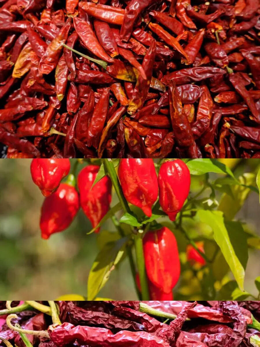 10 types of chillies enjoyed across India | Times of India