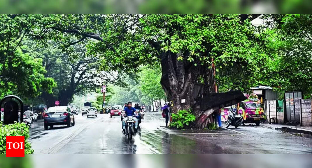 Trees: Nashik civic body to remove 17 trees on Gangapur Road; environmentalists fume | Nashik ...