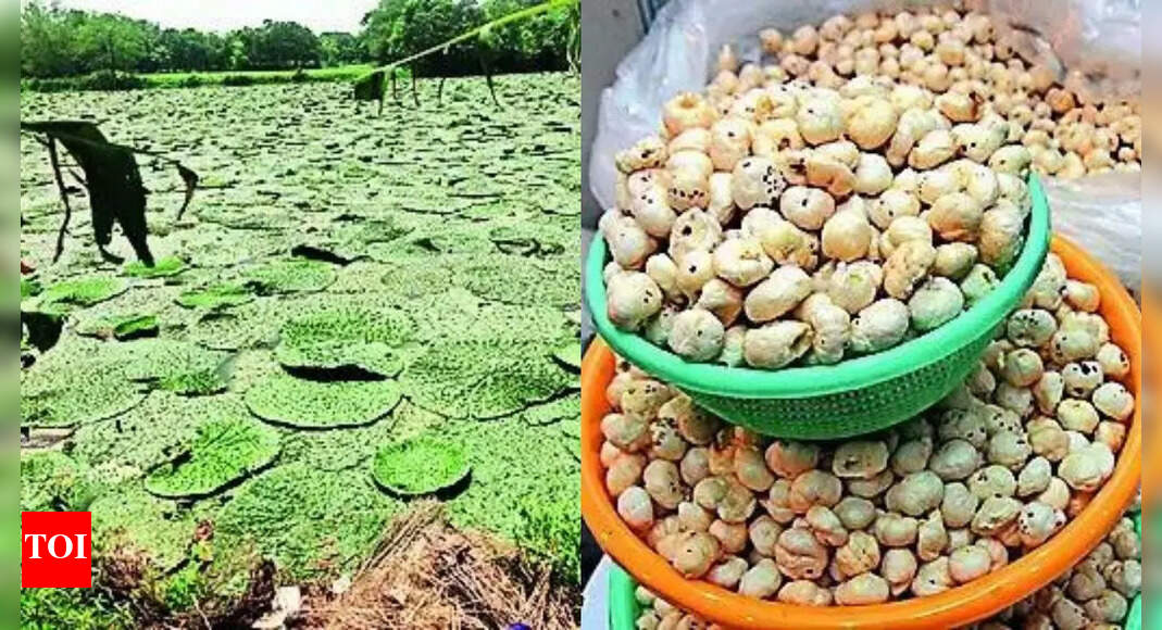 How this 'super food' can turn fortune of Mithilanchal farmers | Patna ...