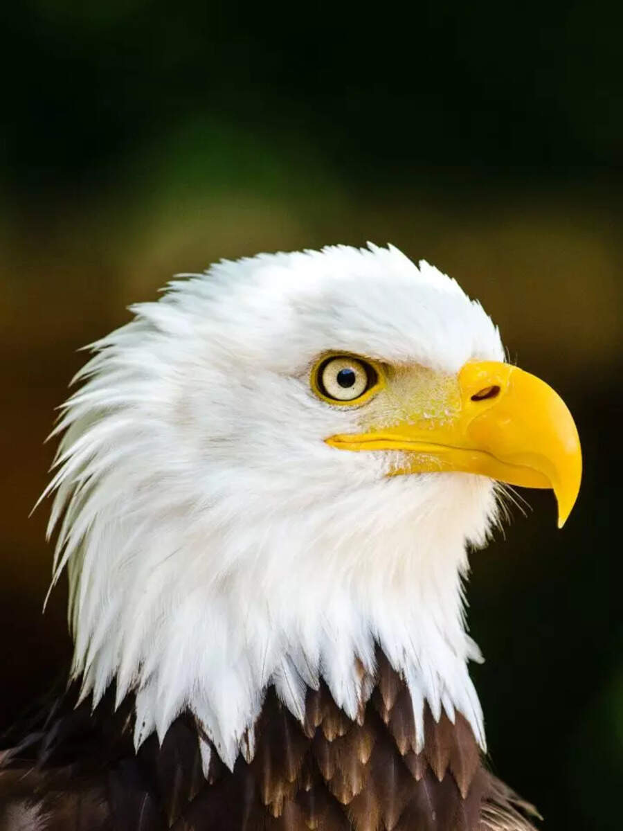 9 most large and powerful eagles from across the world | Times of India