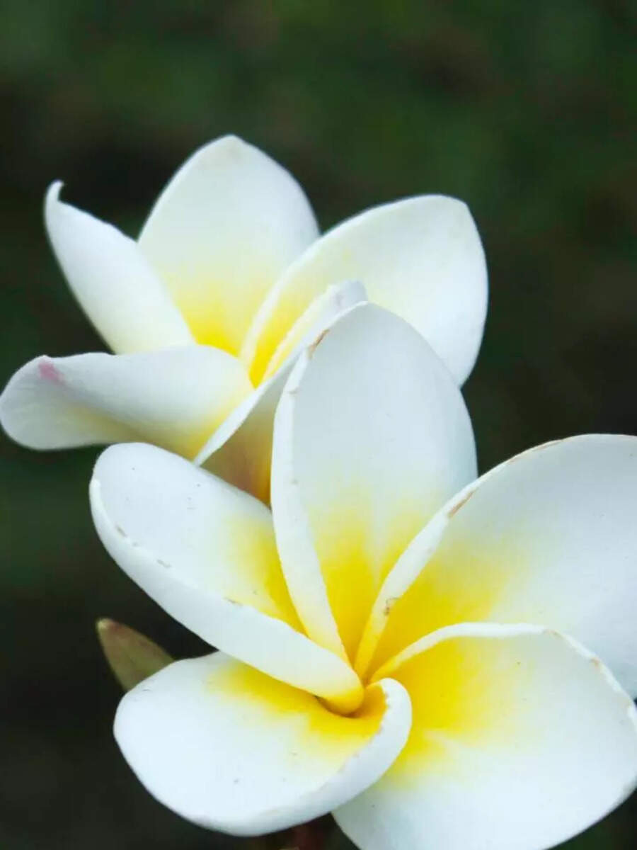 9 beautiful monsoon flowers to brighten up your home garden | Times of ...