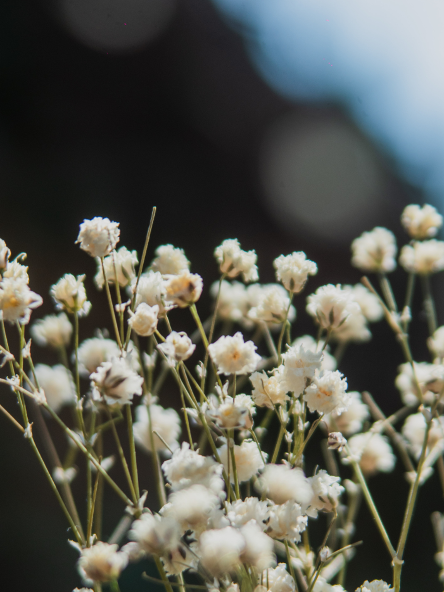 10 Beautiful Flowering Plants With Tiny Petals | Times Now