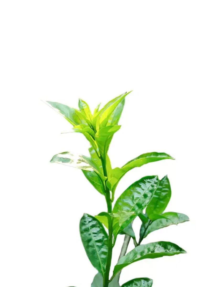 Lesser Known Health Benefits Of Basil Leaves | Times Now