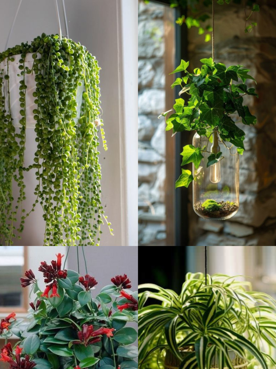 10 Beautiful Hanging Plants to Elevate Your Home Decor | Times Now