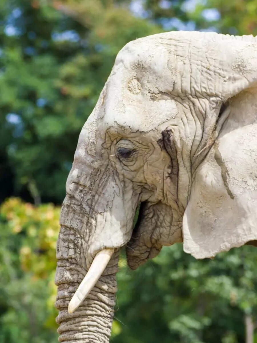 9 animals that grieve and cry just like humans | Times of India
