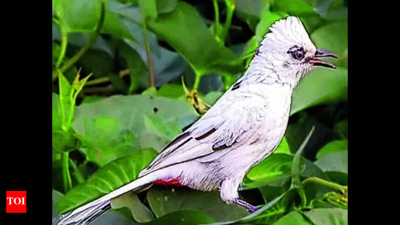 Bulbul Bird Characteristics - Infoupdate.org