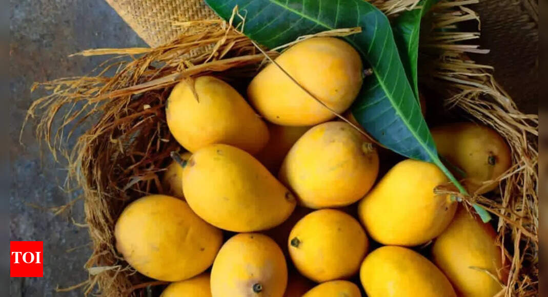 6 ways to store mangoes for at least a month - Times of India