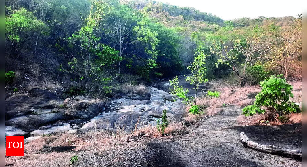 Gautala Sanctuary: Experts Call for Closure of Gautala Sanctuary Until ...