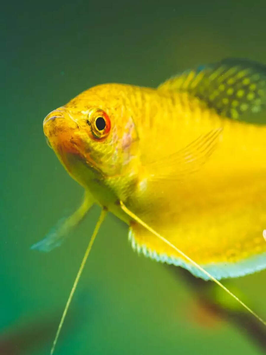 Intelligent fish species to keep in home aquariums | Times of India