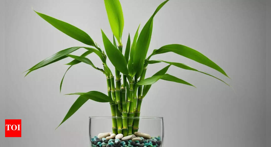 Lucky Bamboo: Here's why it’s a must-have in every home - Times of India