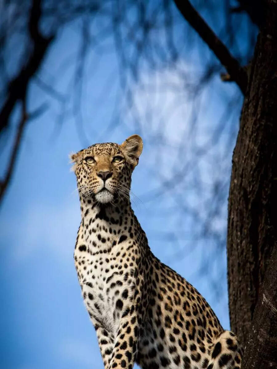 Leopard Types: 8 types of leopards and where to spot them in the wild ...