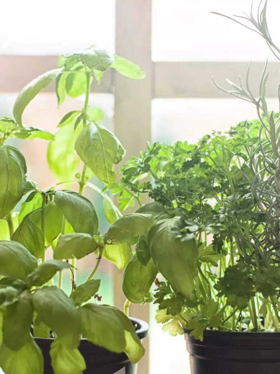 10 simple steps to start your own kitchen garden | Times of India