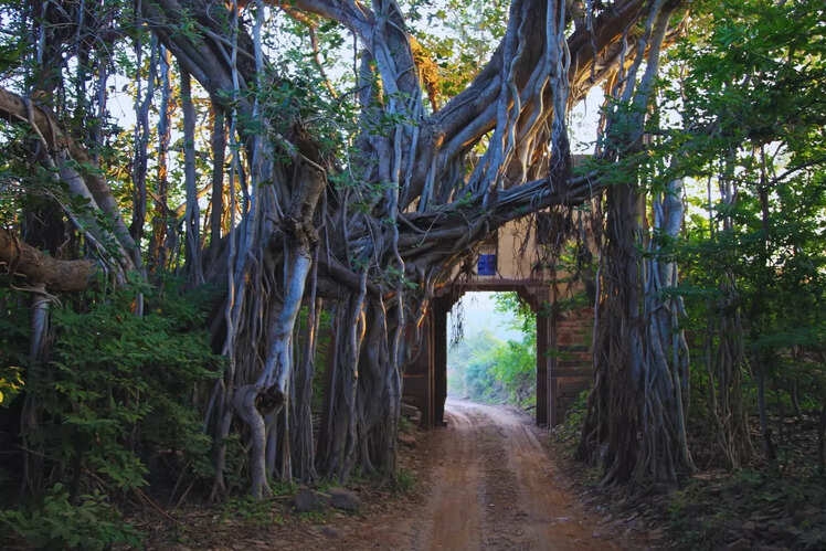 India Forest Vacation Destinations: India's best forest vacations ...