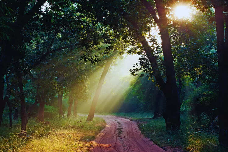 India Forest Vacation Destinations: India's best forest vacations ...