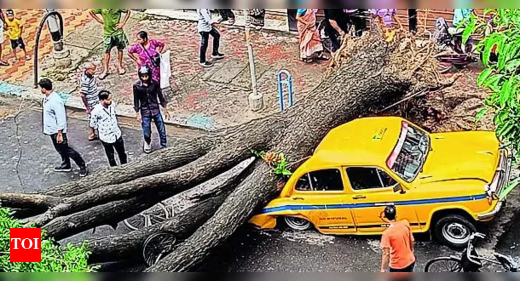 Rats Gnaw: Century-old mahogany falls as rats gnaw through roots ...