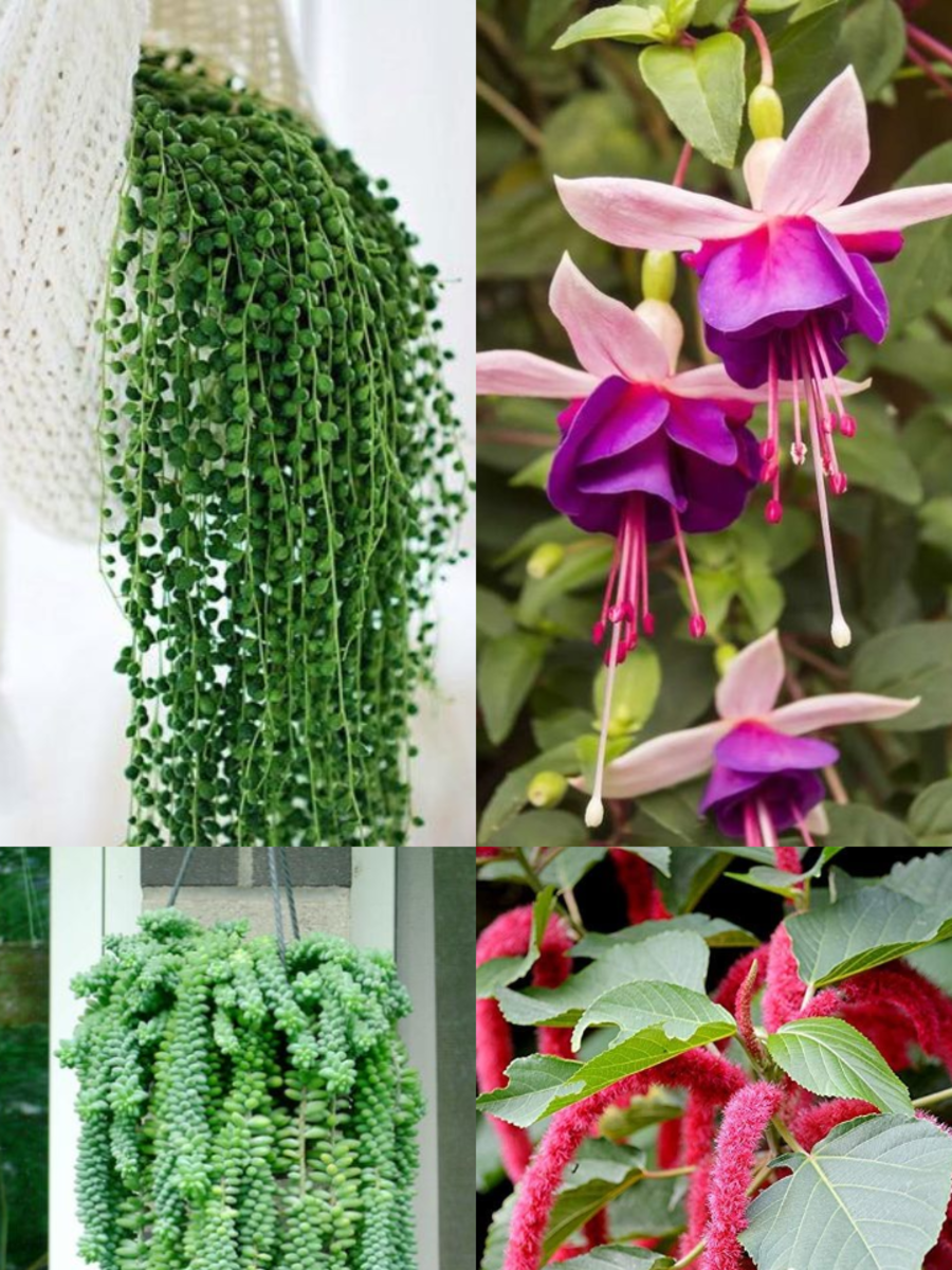 10 Beautiful Hanging Plants That Require High Maintenance | Times Now