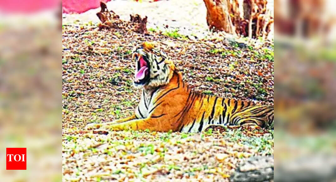 Tiger Spotted: Tiger spotted in Nagarjunasagar | Hyderabad News - Times ...