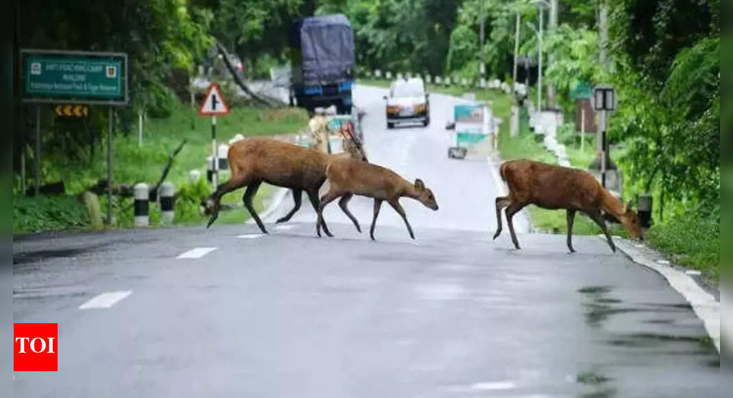 Assam floods: 17 wild animals drown, 72 rescued in Kaziranga National ...
